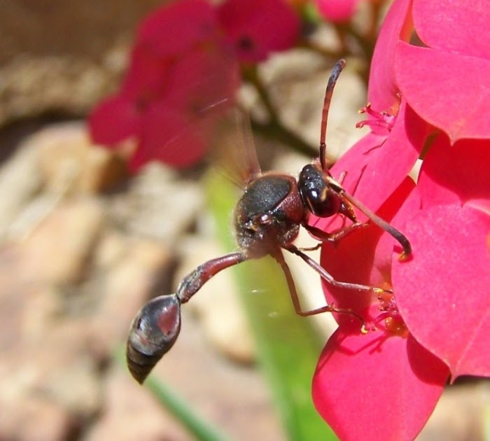 South African Photographs: Potter Wasp (Afreumenes aethiopicus) Vespidae