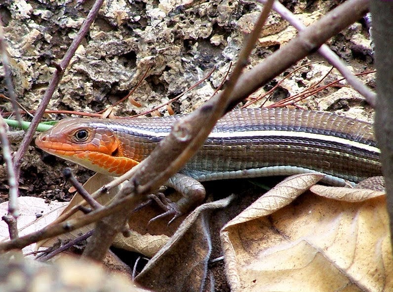 South African Photographs: Yellow-throated Plated Lizard (Gerrhosaurus ...