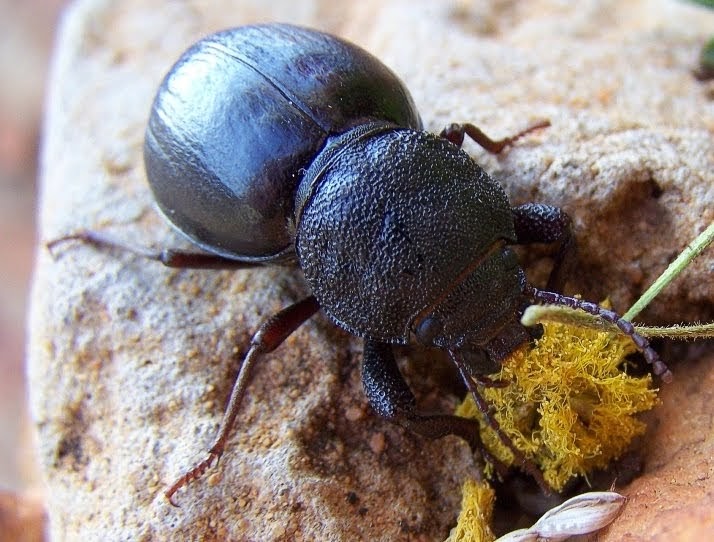 South African Photographs: Giant Toktokkie - Tapping Beetle (Psammodes ...