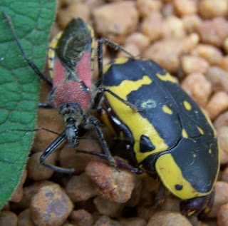 South African Photographs: Assassin bug and beetle