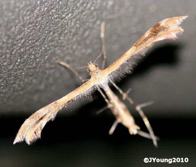 South African Photographs: Very tiny moth - Orange Plume Moth ...