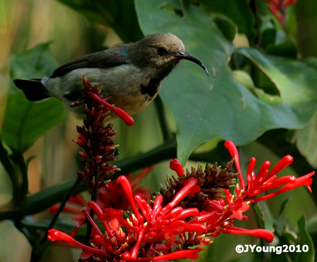 South African Photographs: My first Hummingbird/Sunbird!!