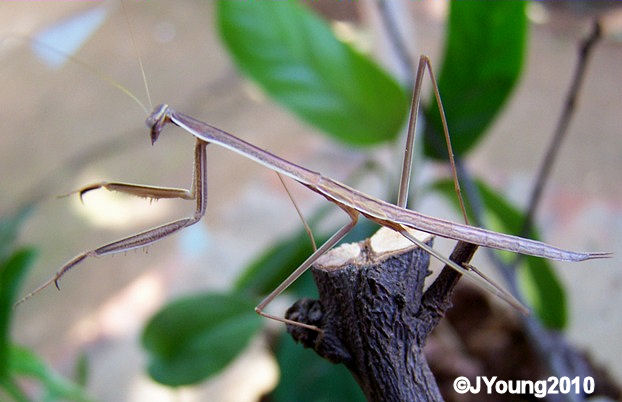 South African Photographs: Stick Mantis