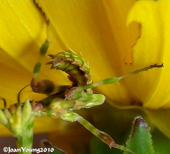 South African Photographs: Flower Mantis (Harpagomantis tricolor)