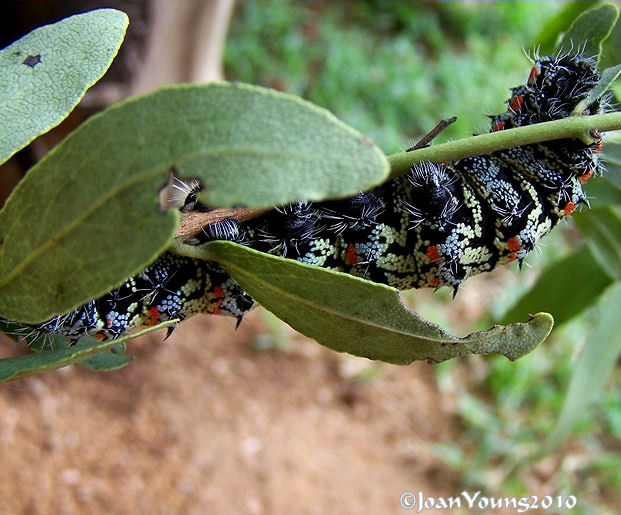 South African Photographs: Mopane Worms
