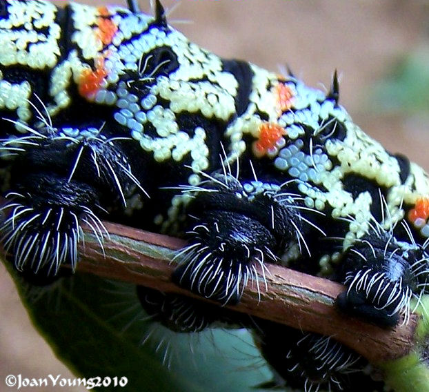 South African Photographs: Mopane Worms