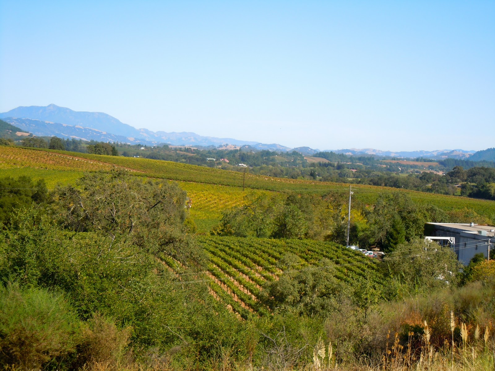 danielle abroad: exploring the west coast viticulture