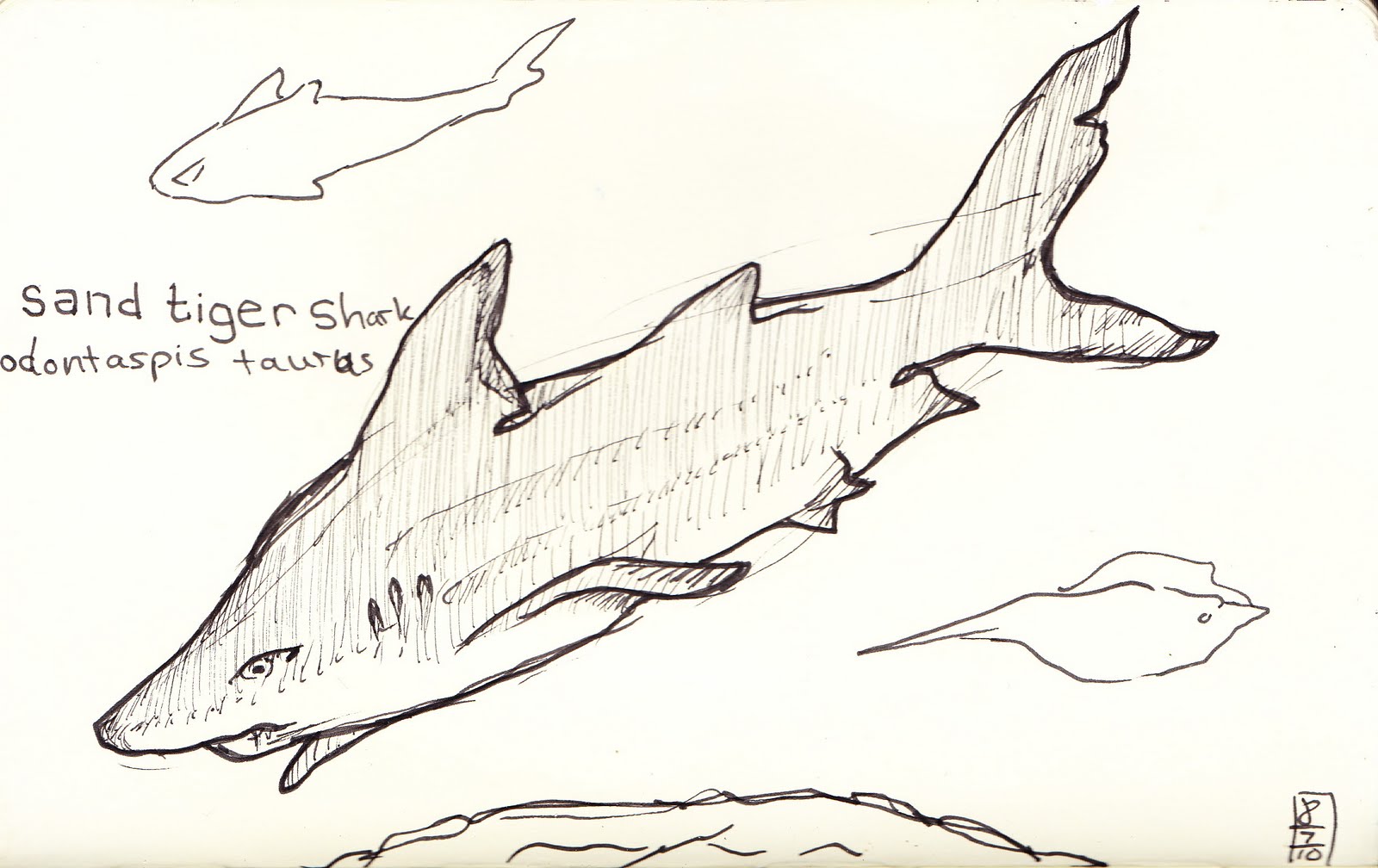 skellyscribblez: Sand Tiger Shark