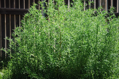 Kiki's Corner: Careless Weeds: Where the Wild Things Grow