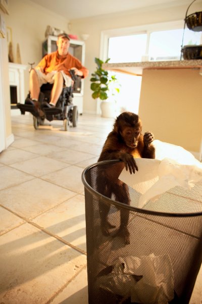 Media dis&dat: Capuchin monkeys show promise as service animals for ...