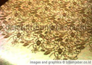 Motif Batik Khas Cimahi daun singkong - 17 agustus 1945 Indonesia