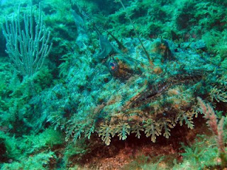 úszott szembe: Ördöghal / európai horgászhal