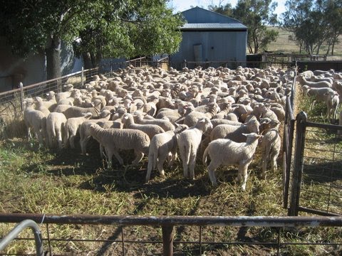 Ochre Archives: Lamb Marking