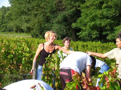 Jim's Loire: Picking@Clos Roche Blanche 24.9.2009