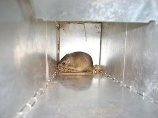 Jenn's Place: Snakes, Mice, and Children