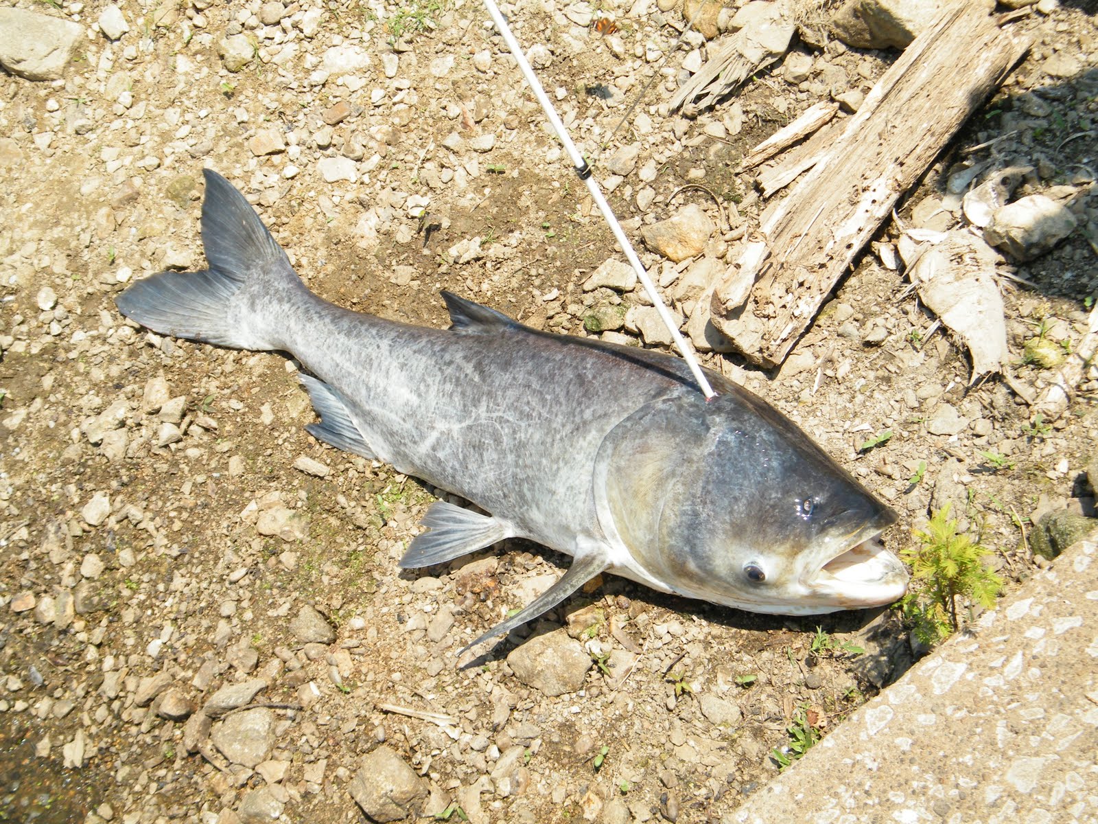 Summer as a Bio Technician: Asian Carp and more!