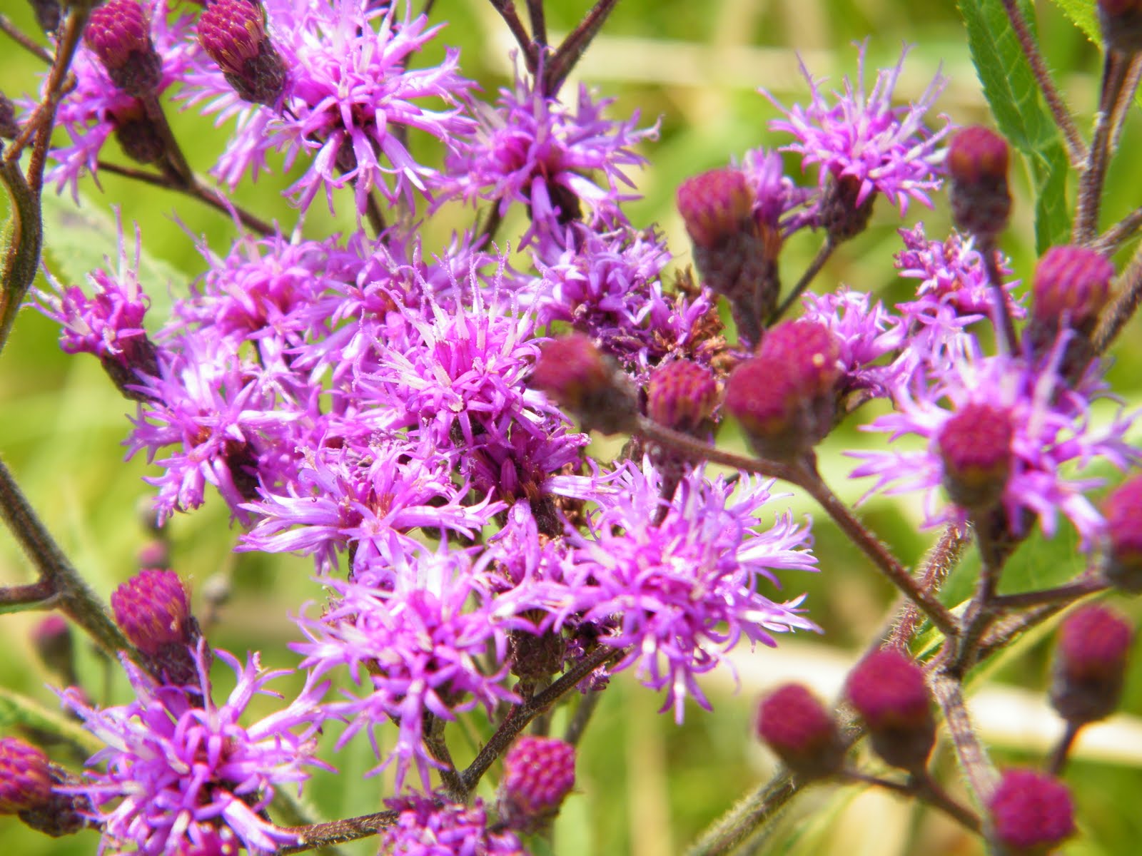 Summer as a Bio Technician: Wildflowers of the Midwest, Part Two!!