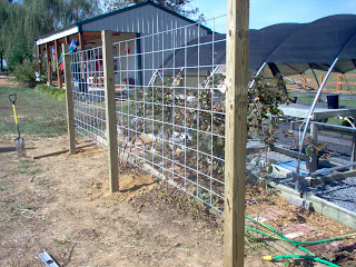 How to...inside and out: BLACKBERRY TRELLIS