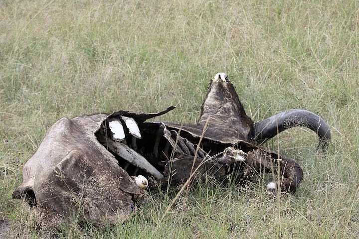 Gourmet Garage: the mzungu chronicles iii : the corpse