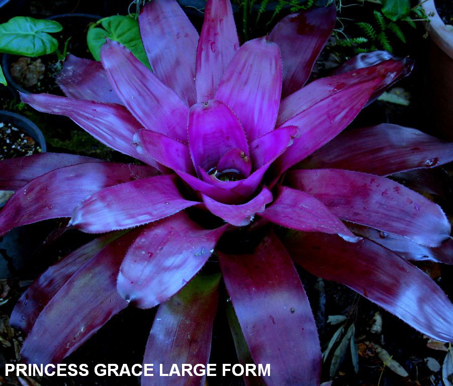 Bromeliad Exotics: ***Photo Page 2 - *Bromeliad-Exotics*