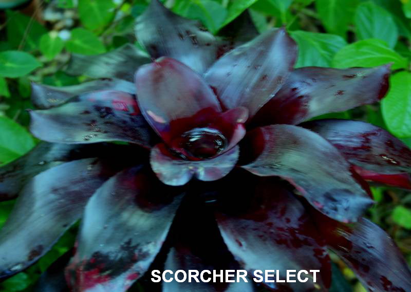 Bromeliad Exotics: ***Photo Page 2 - *Bromeliad-Exotics*