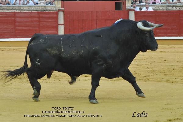 Información Taurina en Córdoba: EL TORO "TONTO" ES PREMIADO POR TOROCORDOBA
