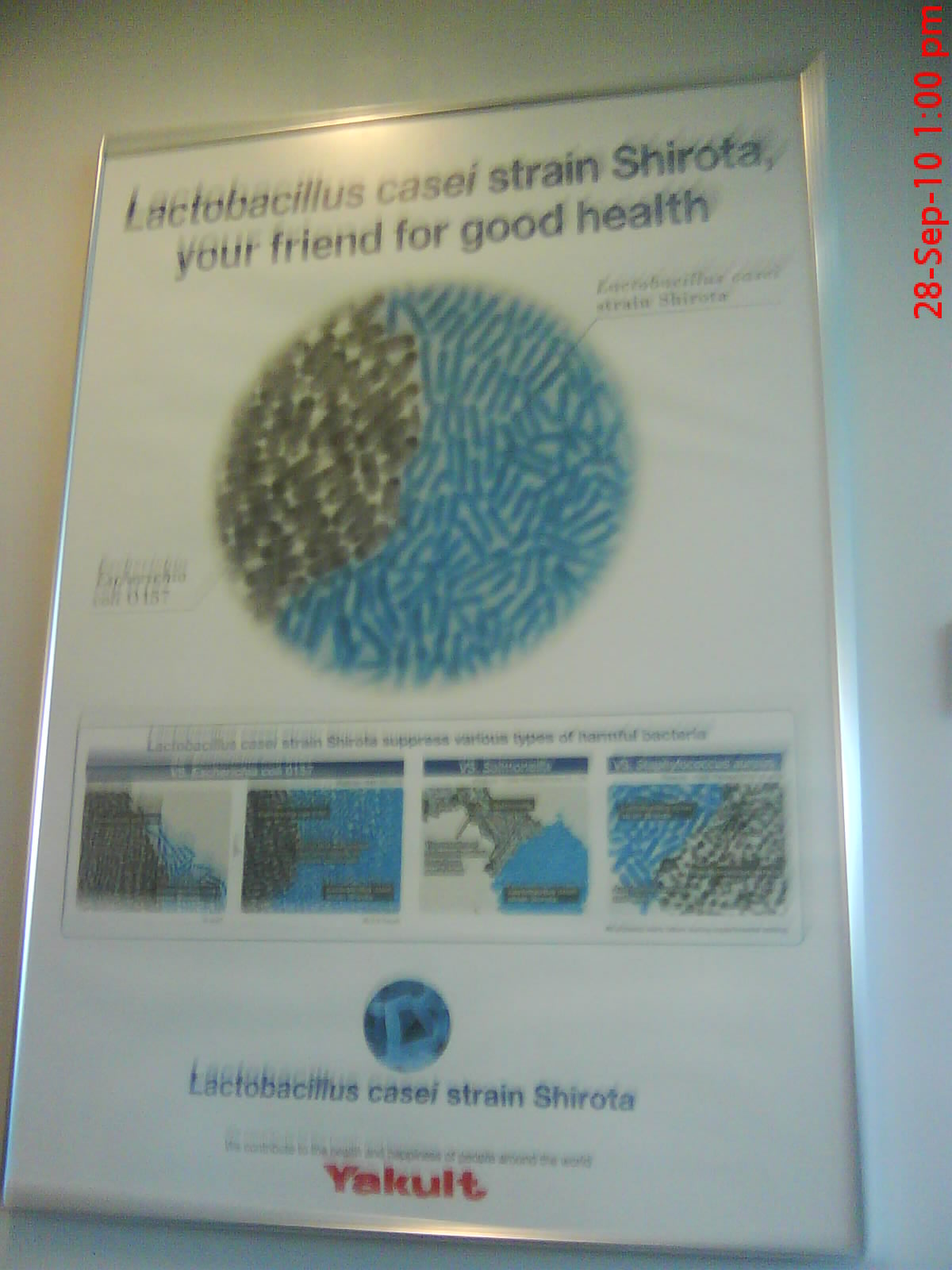 suhee's SHort notES: Lactobacillus casei Shirota strain (^_^)V