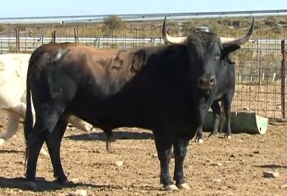 El Toro de Cenicientos: ESTO ES UN NOVILLO