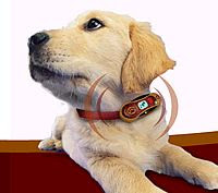 CELL PHONE LANDIA: CELULAR PARA PERROS