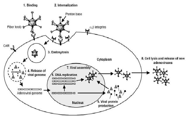 Adenovirus: ADENOVIRUS GENOME AND ITS REPLICATION