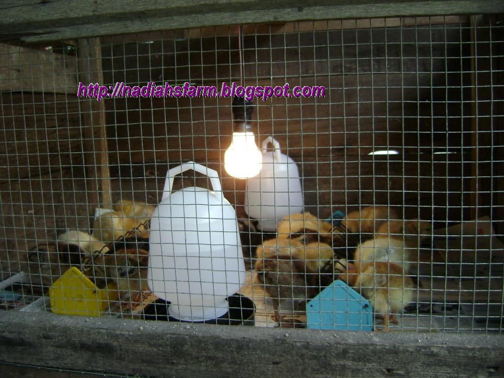 Nadiahs Little Farm: anak ayam lagi...
