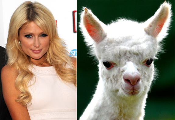 Funktm Pictures: Animals - Celebrity lookalike (10 pics)