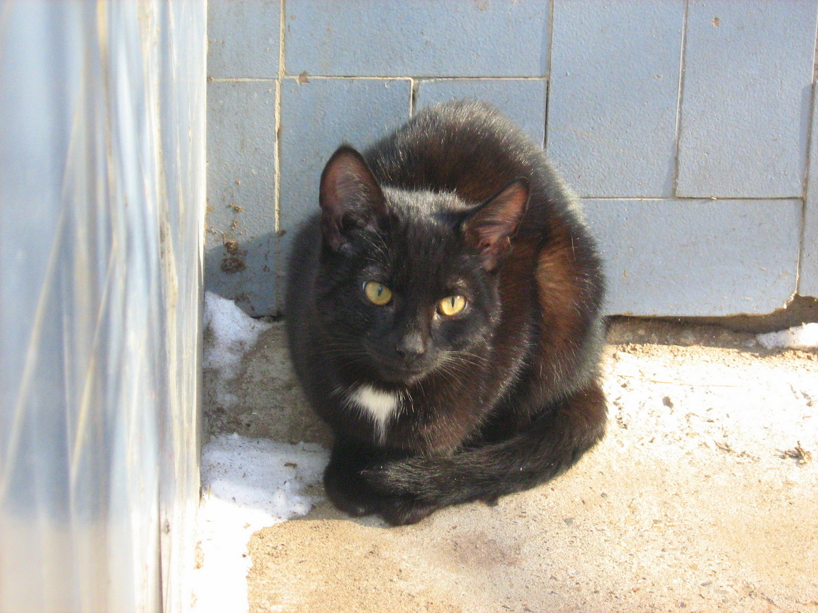 Poor Cold Pale-Black Kitten — Russian Cats Pictures