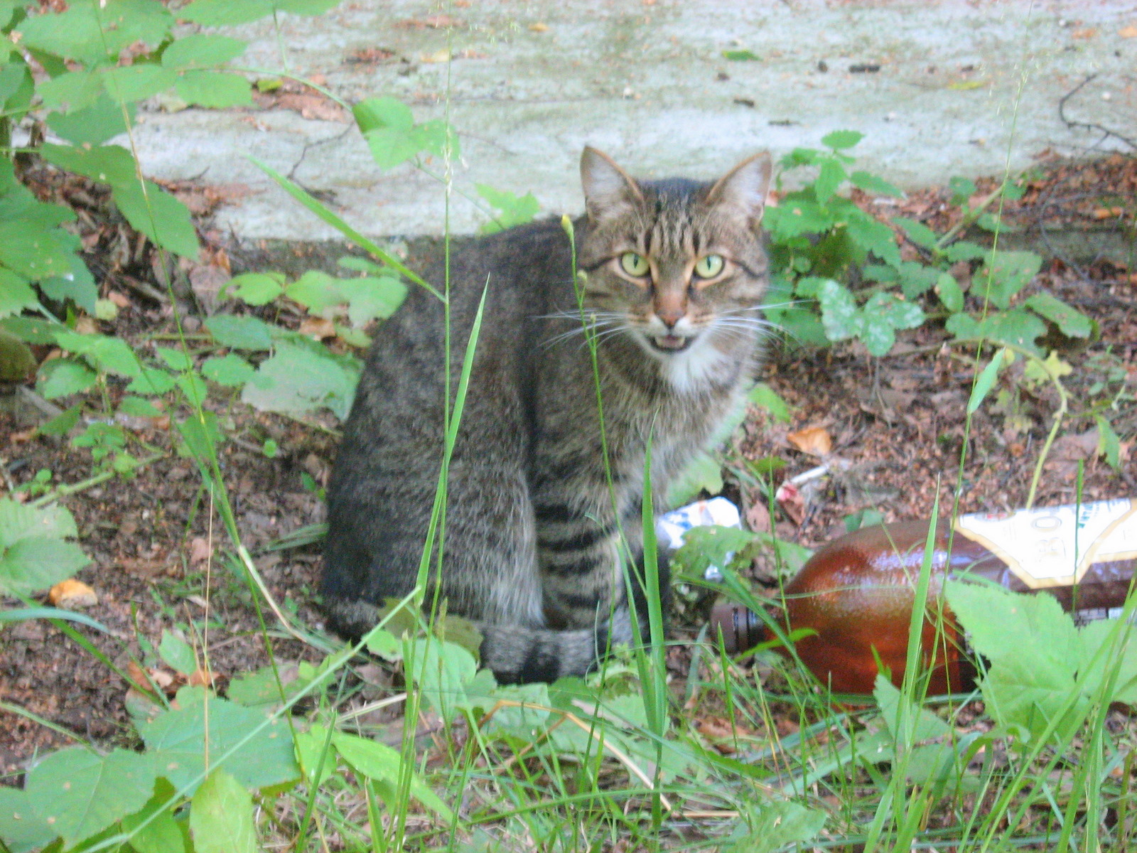 Cautious Green-Eyed Cat — Russian Cats Pictures