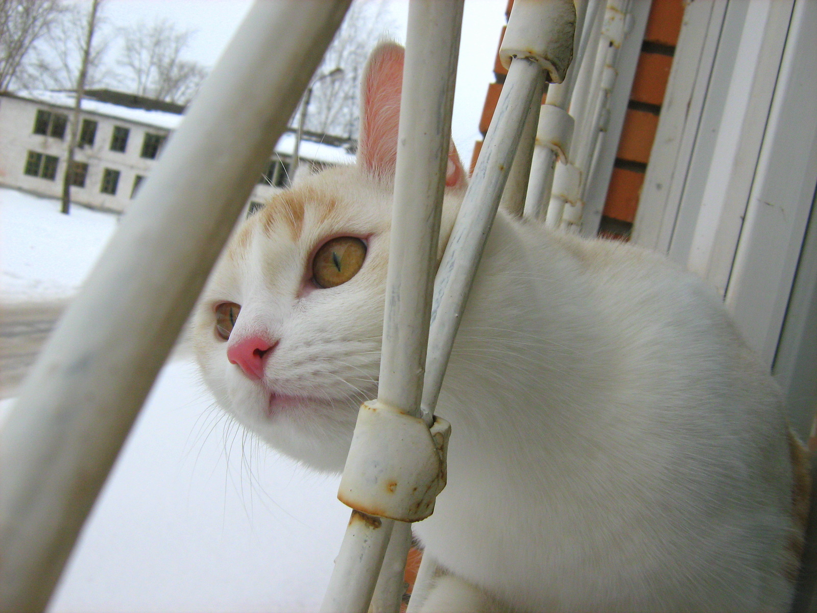 Red-Nosed Ginger-White Young Cat — Russian Cats Pictures