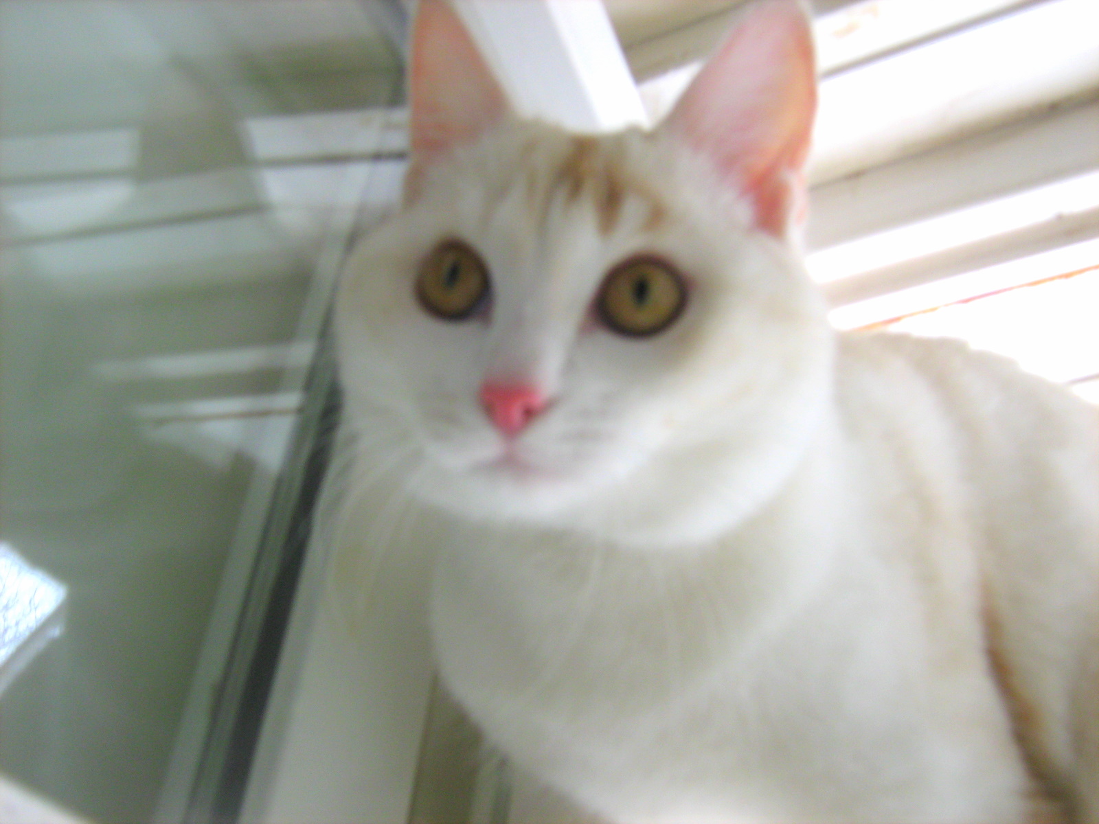 Red-Nosed Ginger-White Young Cat — Russian Cats Pictures