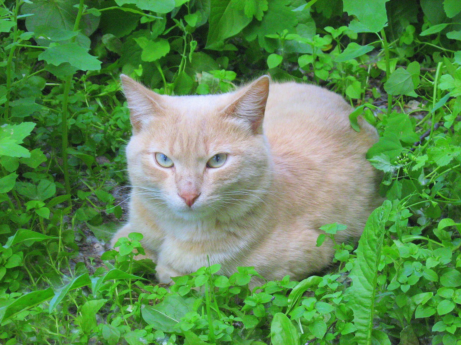 Resting Peach Kitty — Russian Cats Pictures