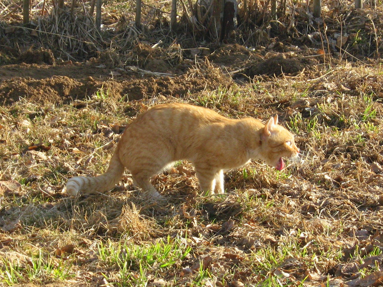 Fire-Red Yellow-Eyed Cat — Russian Cats Pictures