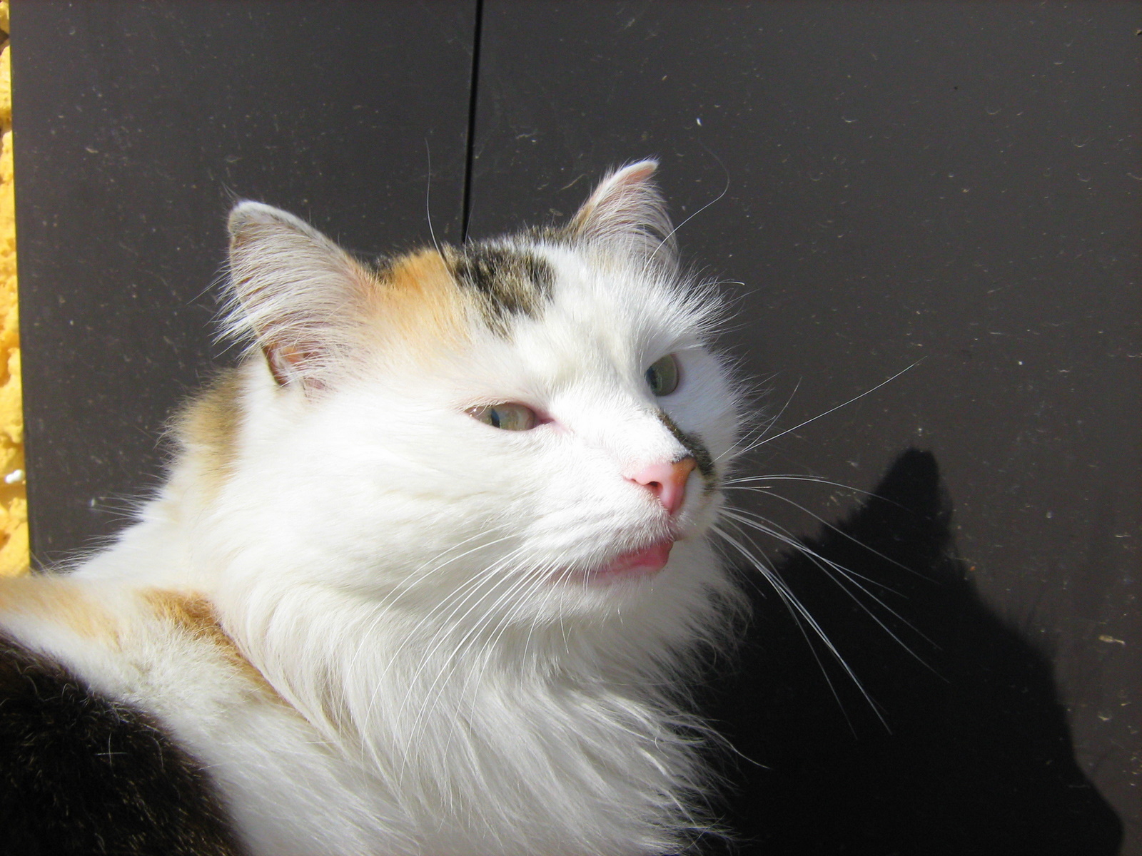 Tortoiseshell-White Kitty — Russian Cats Pictures