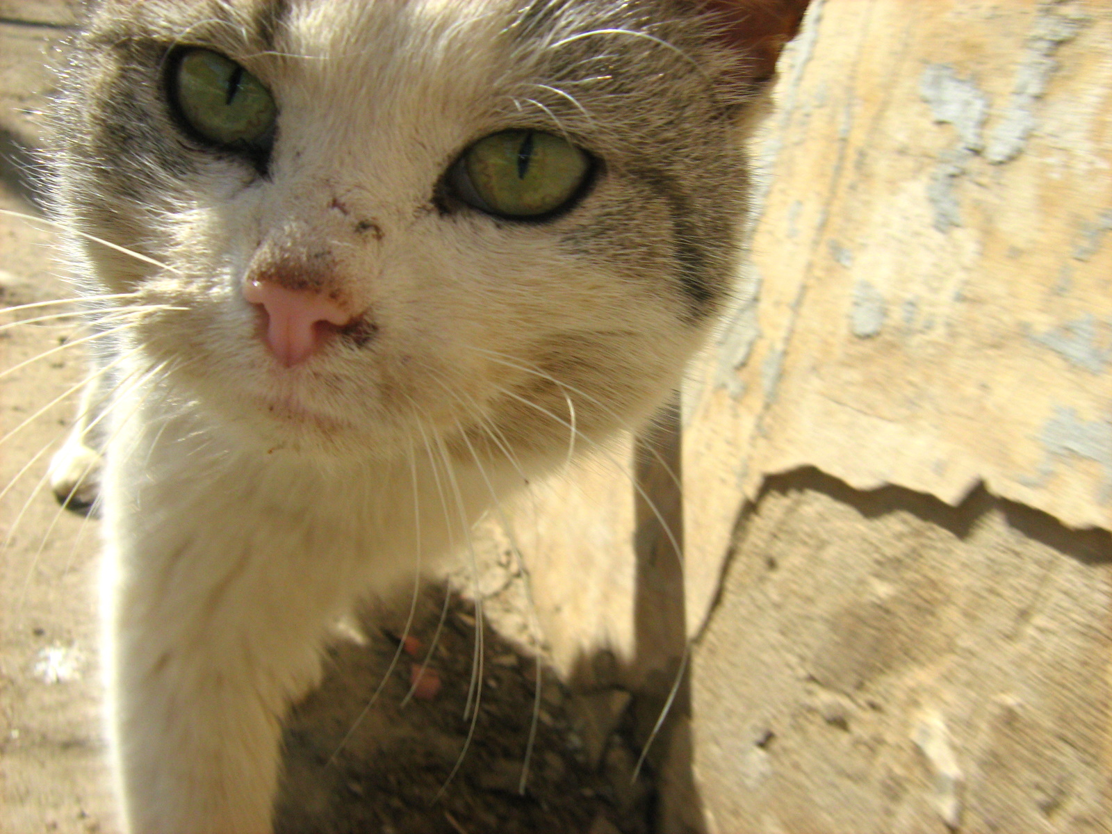 Painted-Eyed Emo-Cat — Russian Cats Pictures