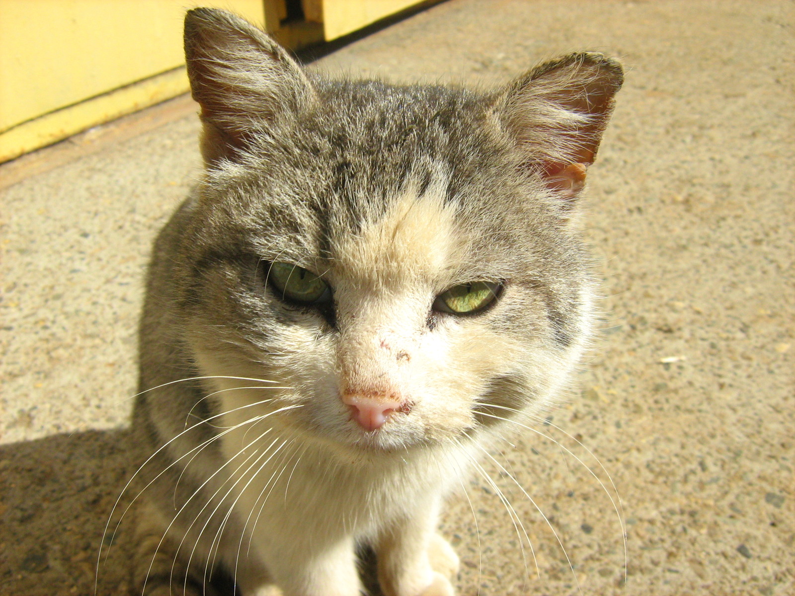 Painted-Eyed Emo-Cat — Russian Cats Pictures