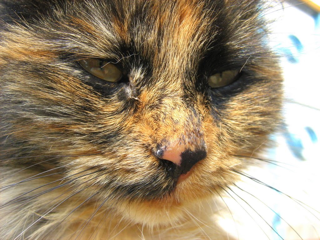 Old Tortoiseshell Kitty — Russian Cats Pictures