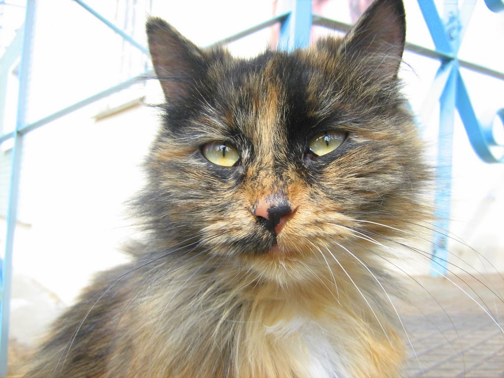 Old Tortoiseshell Kitty — Russian Cats Pictures