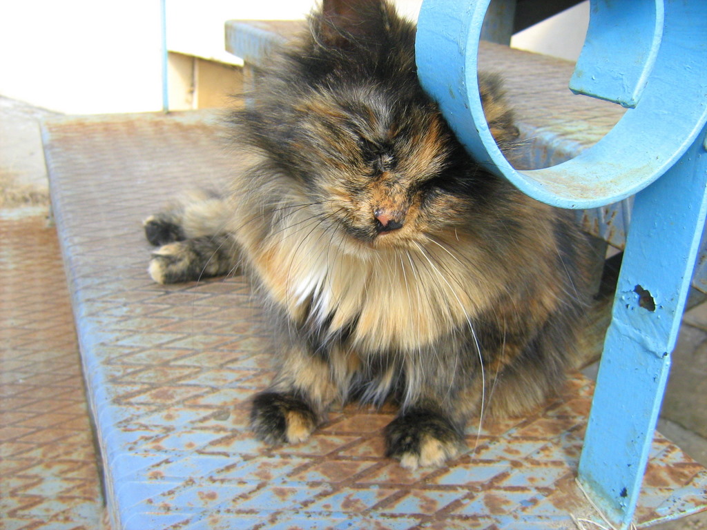 Old Tortoiseshell Kitty — Russian Cats Pictures