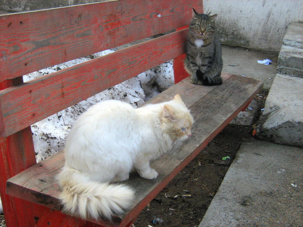 White Alien-Like Cat — Russian Cats Pictures