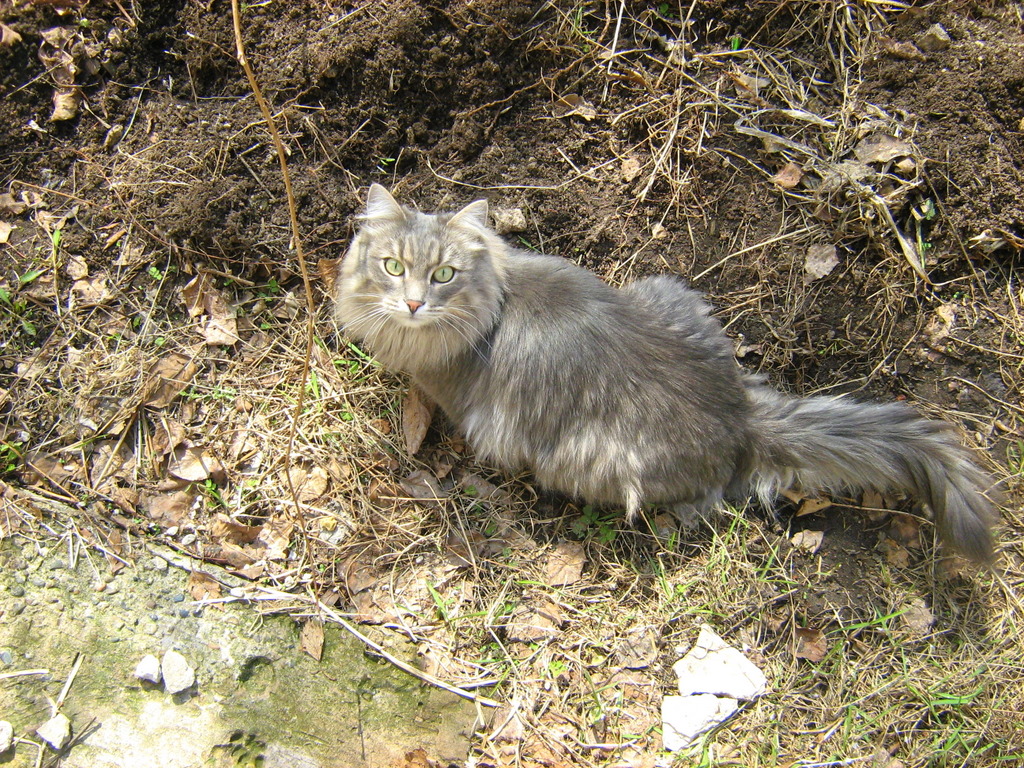 Long-Haired Smoky Cat — Russian Cats Pictures