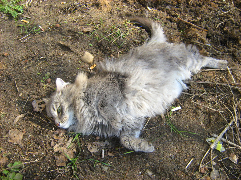 Long-Haired Smoky Cat — Russian Cats Pictures