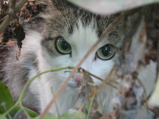Hiding Shy Cat — Russian Cats Pictures