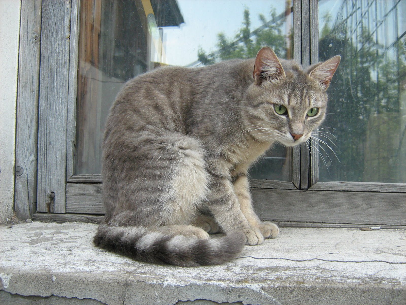 Cleanly Smokey Cat — Russian Cats Pictures