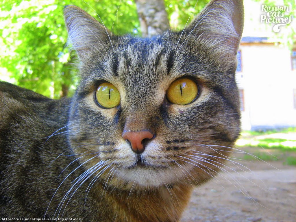 Yellow-Eyed Brown Mackerel Tabbie Sweet Cat — Russian Cats Pictures